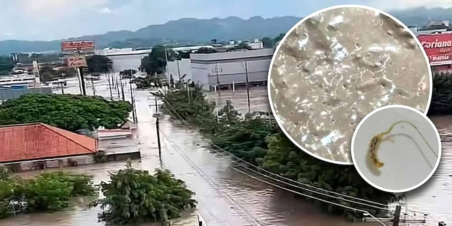 Aparecen “gusanos cola de rata” en el lodo tras inundaciones en Poza ...