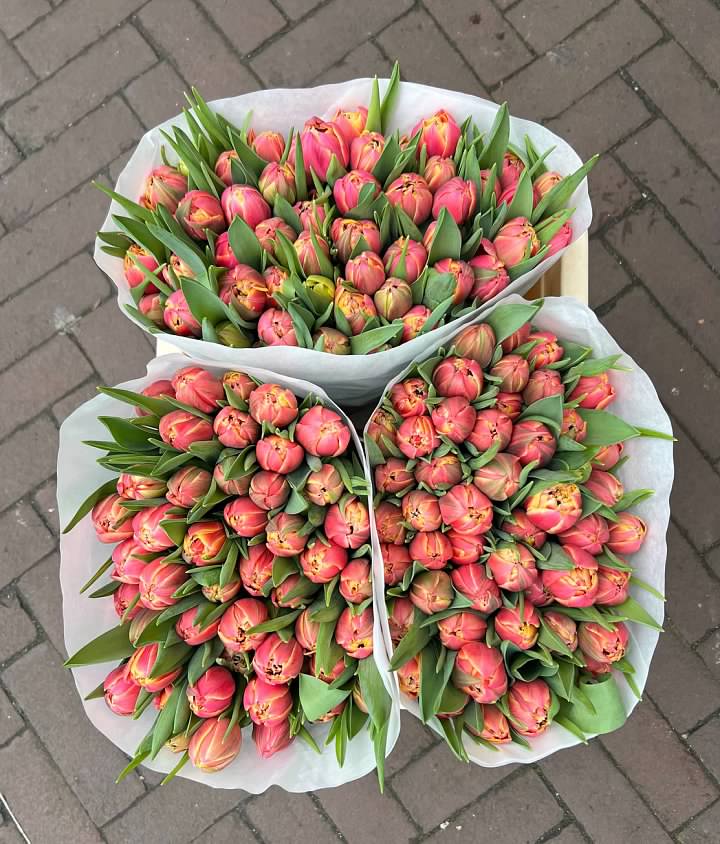 Just Back.. Our Bloomingly Beautiful Tulip Time Cruise Aboard Avalon's ...