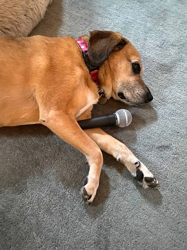 " SCTV is on the air..." | Page 35 | Steve Hoffman Music Forums